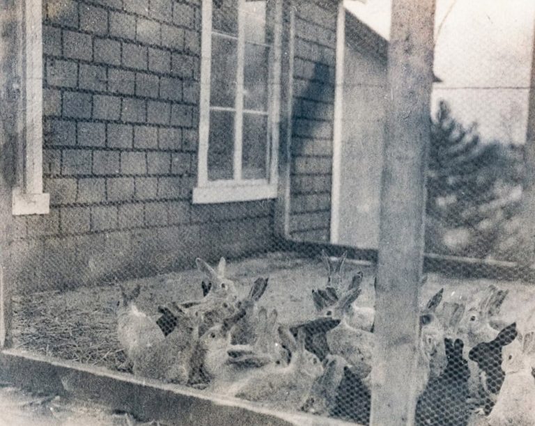 Toutes sortes de bêtes! | Le patrimoine agricole des Sœurs de Notre ...